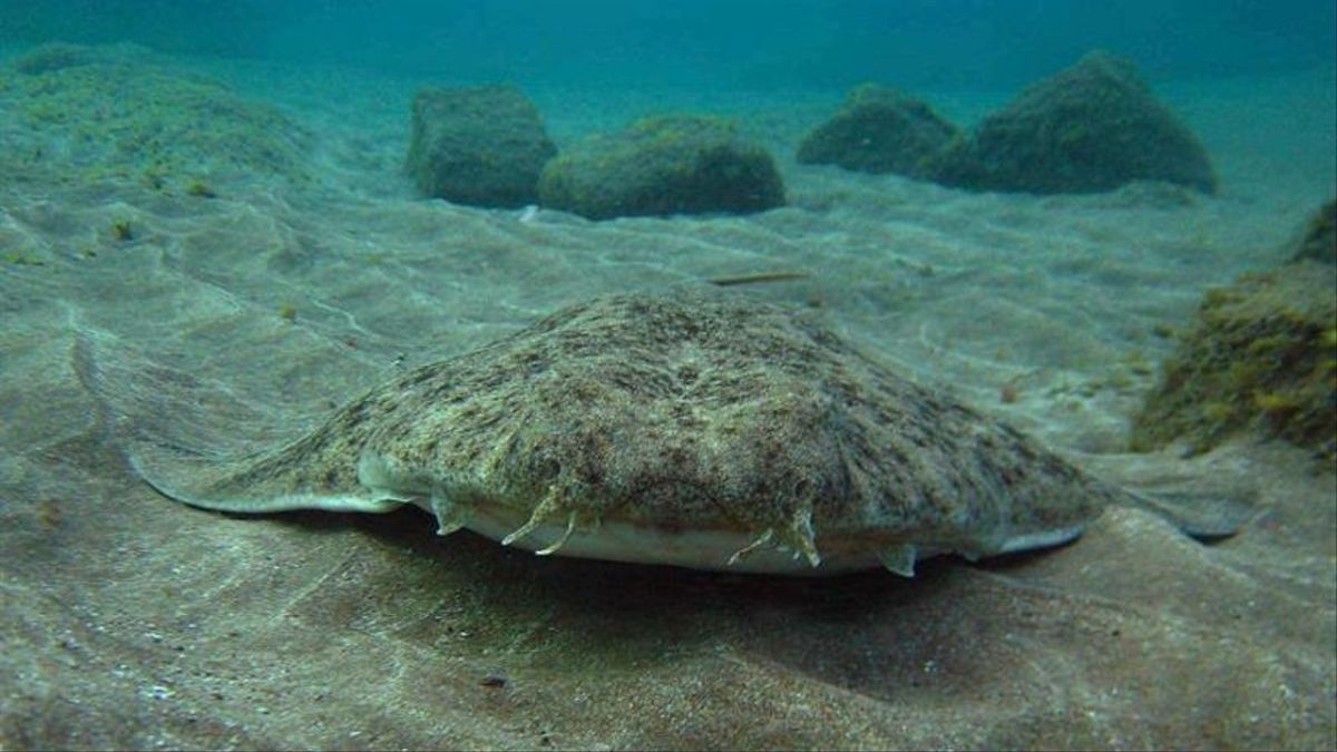 Canarias, el “último bastión” del tiburón angelote, en peligro de ...